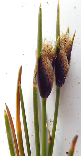 Observations by charles_stirton · iNaturalist