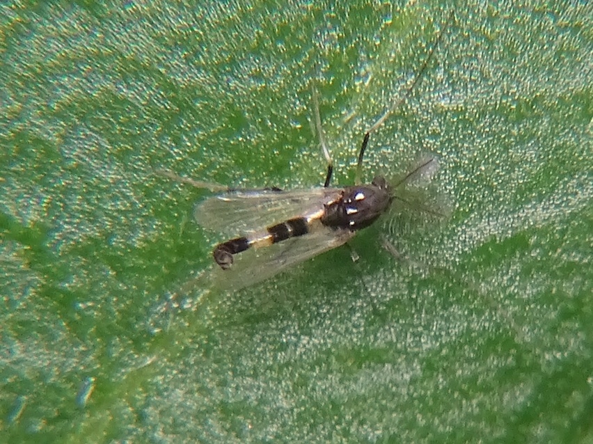 Cricotopus trifasciatus (Meigen, 1813)