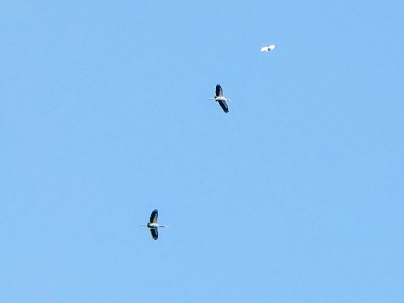 Wood Stork from Sam Houston Jones State Park road, Lake Charles, LA ...