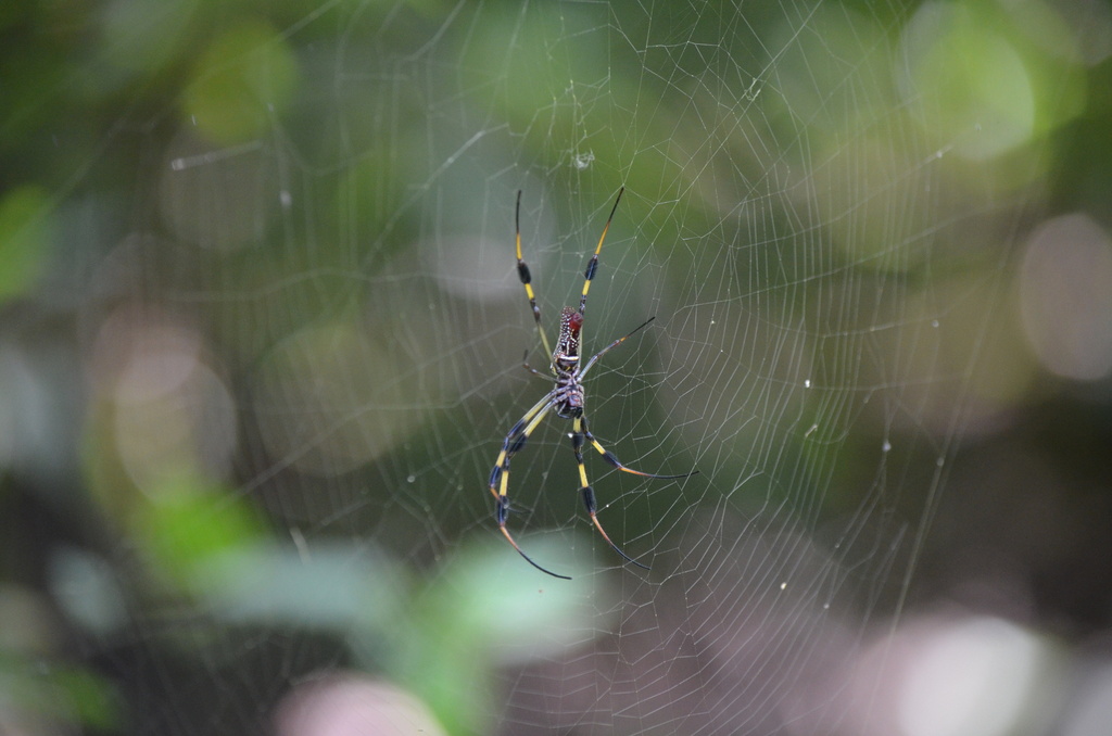 Golden Silk Spider from Birch Park Finger Streets, Fort Lauderdale, FL ...