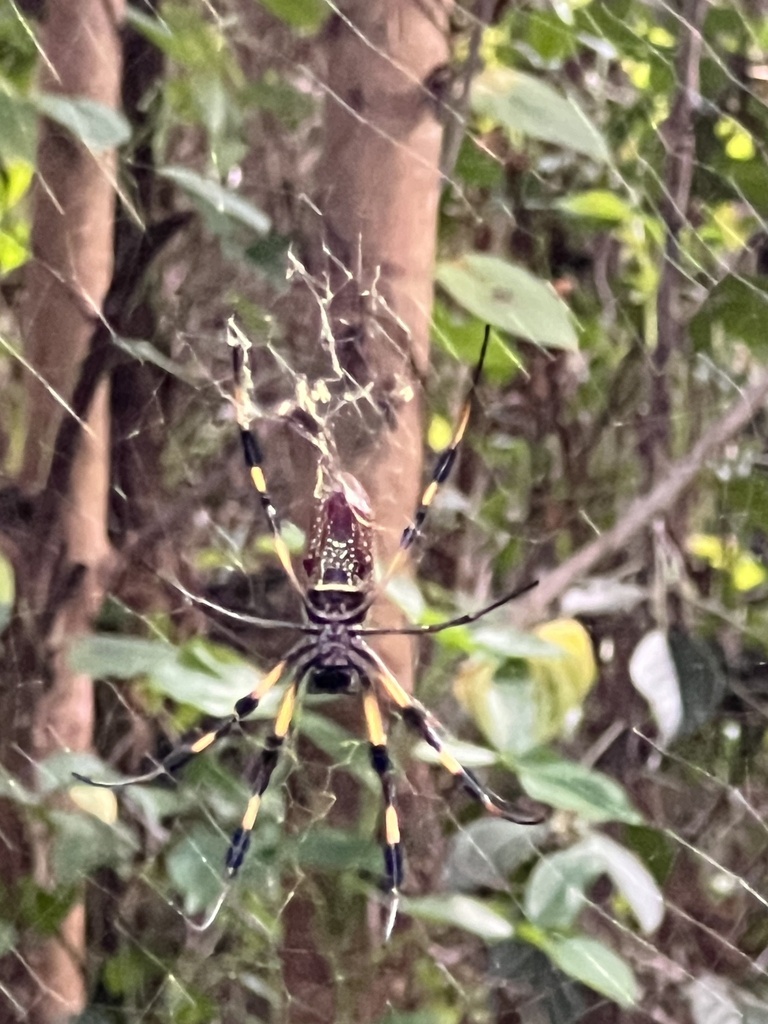 Golden Silk Spider from Lago Mar, Miami, FL, US on October 13, 2022 at ...