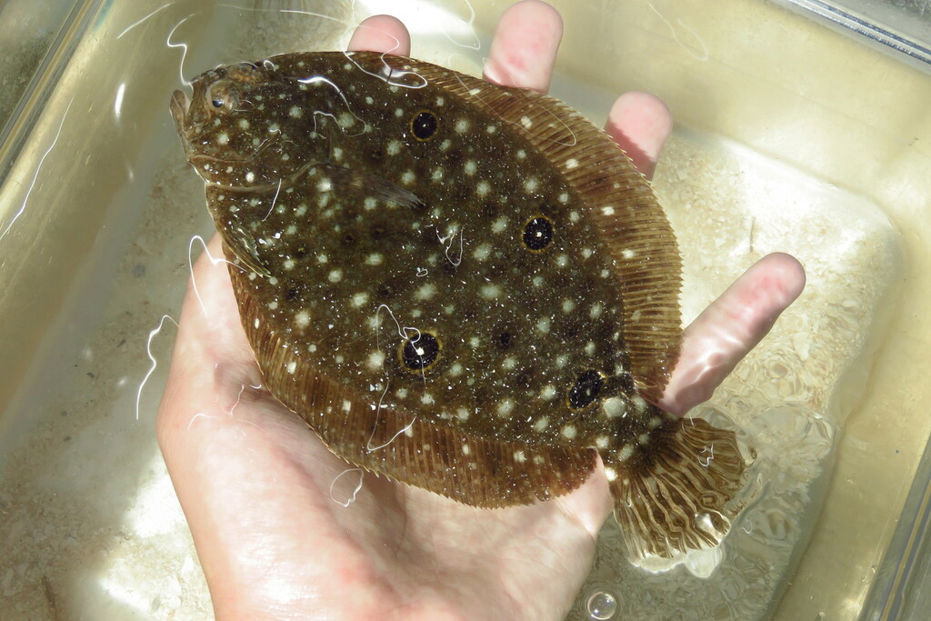 Ocellated Flounder (Mississippi Saltwater Fish species ( Extended ...