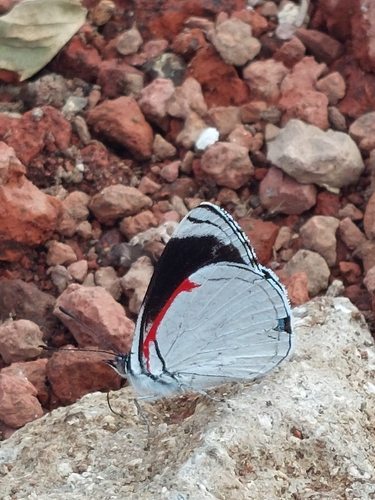 Mariposa ochenta y ocho de borde rojo (Diaethria anna subsp. salvadorensis)