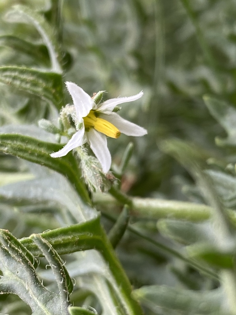Cutleaf Nightshade (Solanum triflorum) - Botanical Realm