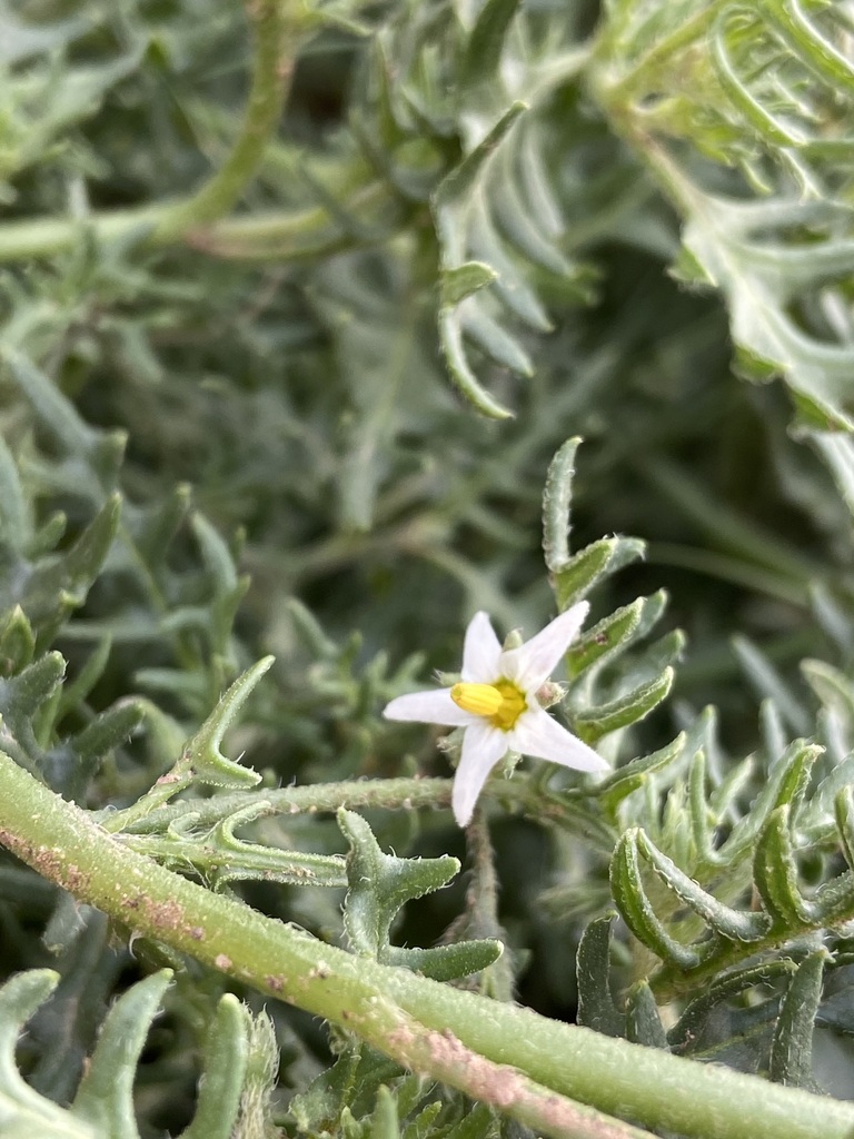 Cutleaf Nightshade (Solanum triflorum) - Botanical Realm