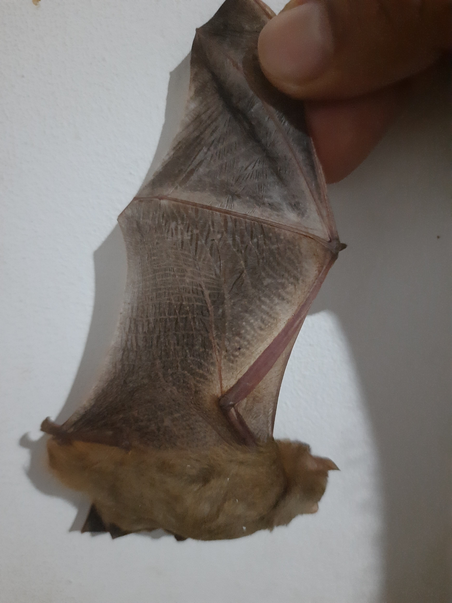 Lasiurus ega (Gervais, 1856)