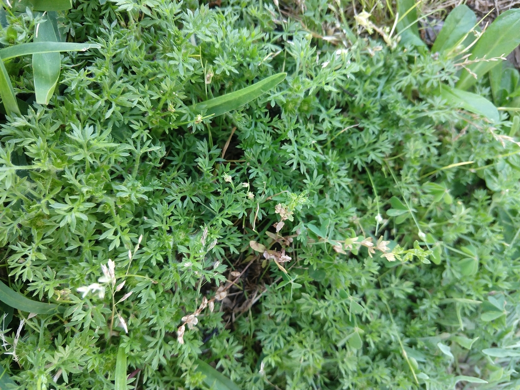 common soliva from Springhill, LA 71075, USA on May 7, 2022 at 07:05 PM ...