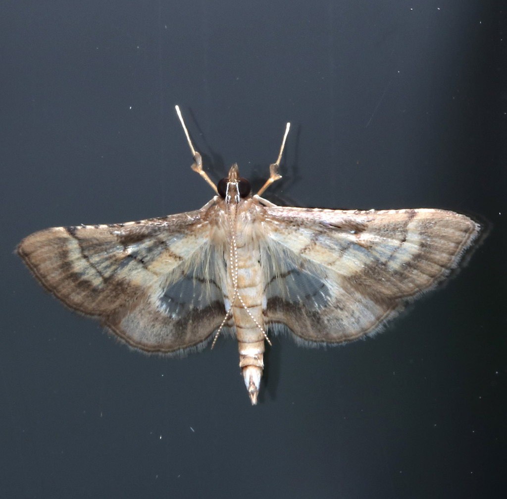 Lesser Rice-leafroller in October 2022 by juliegraham173 · iNaturalist