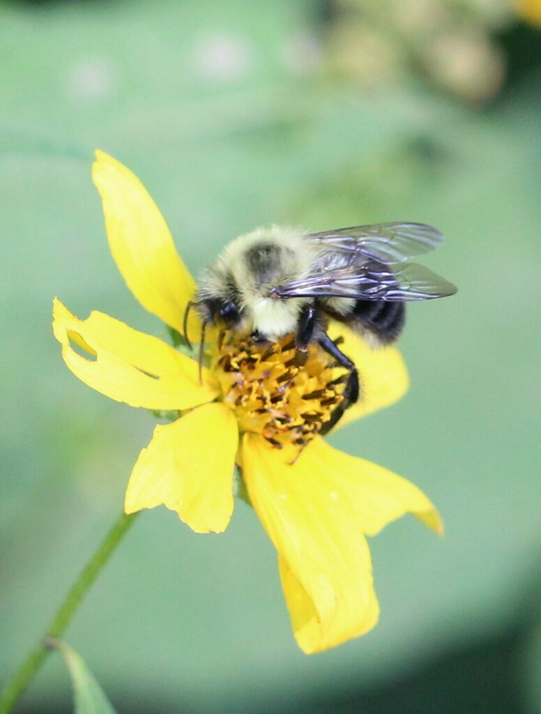 Common Eastern Bumble Bee from Longview, TX, USA on October 15, 2022 at ...