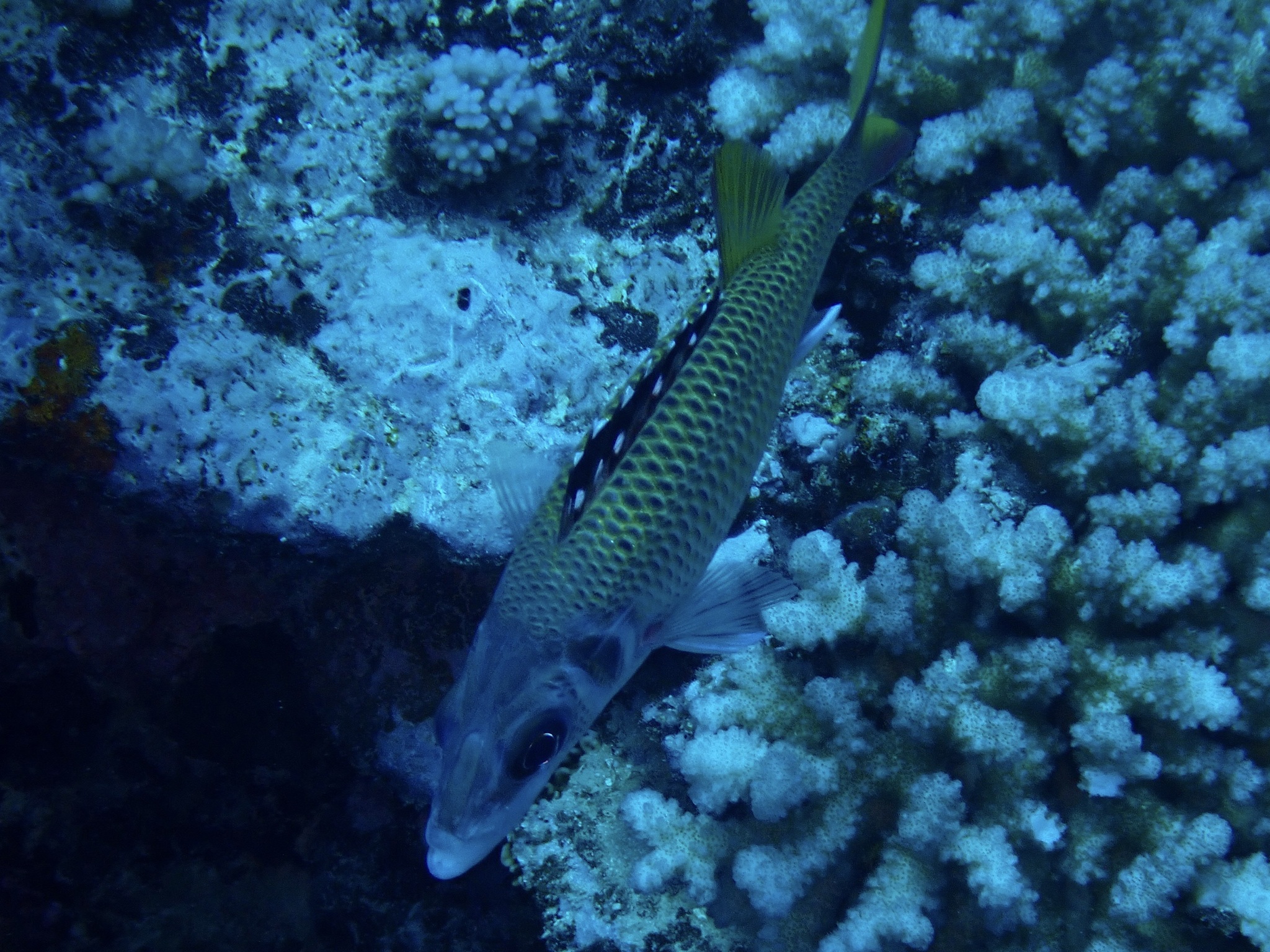 Neoniphon opercularis (Valenciennes, 1831)