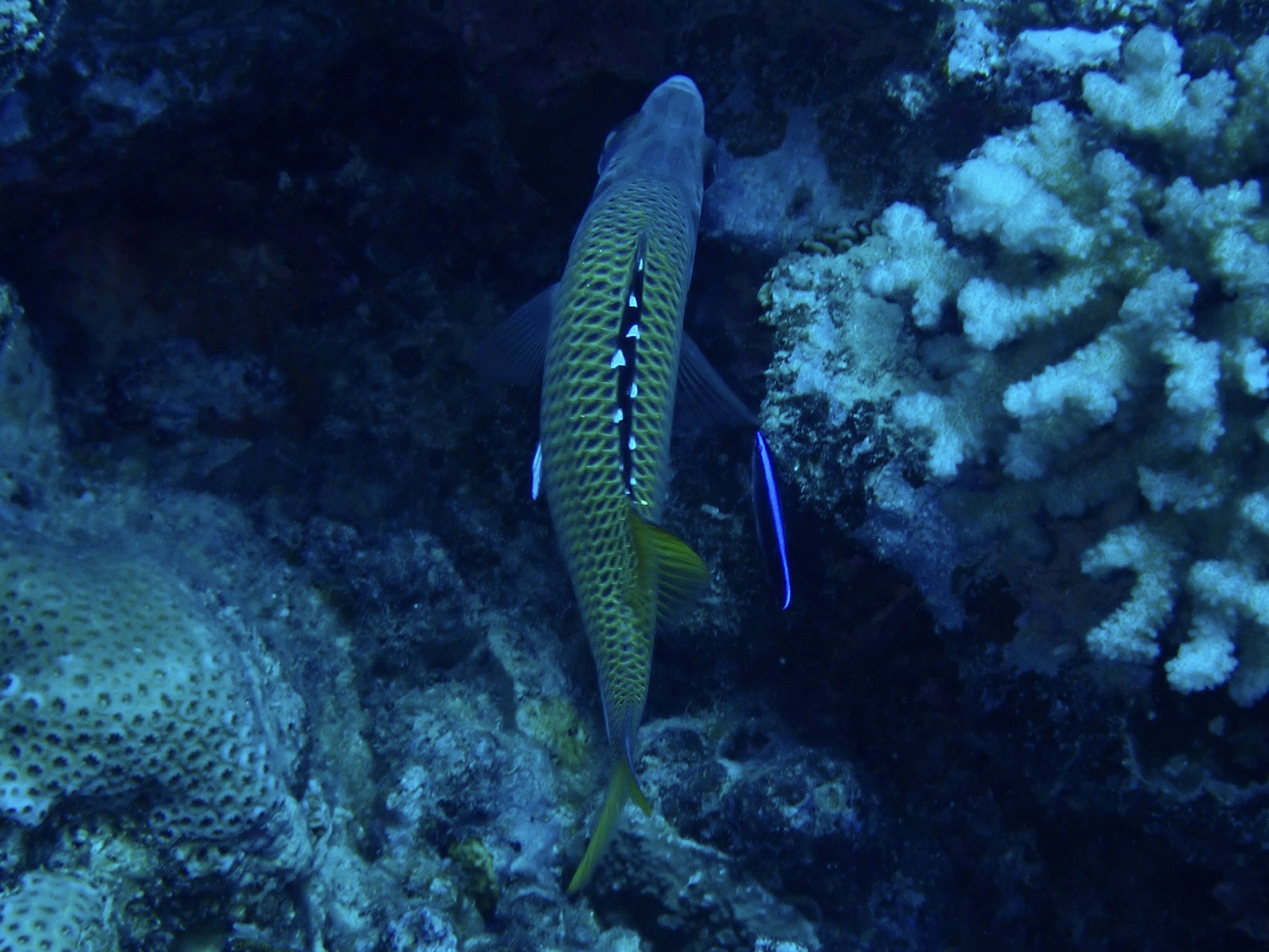 Neoniphon opercularis (Valenciennes, 1831)