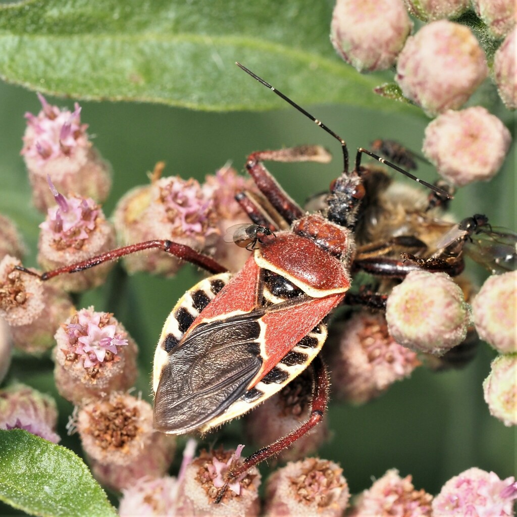 Plains Bee Assassin in October 2022 by Russell Pfau · iNaturalist