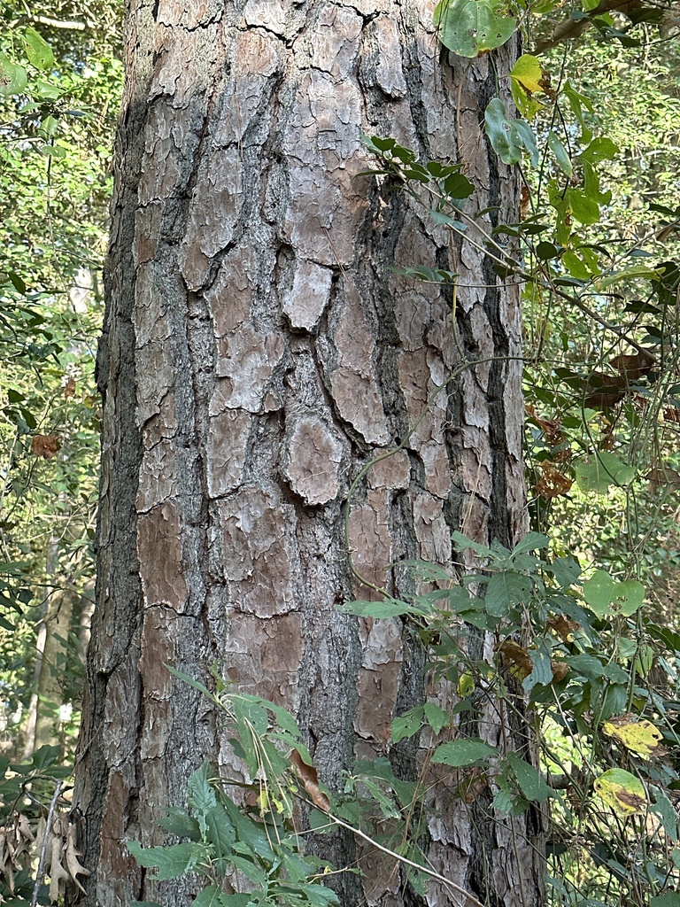 loblolly pine from Trap Pond State Park, Laurel, DE, US on October 16 ...