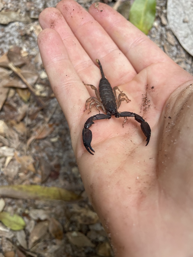 Rainforest Scorpion from Cooloola Recreation Area, Cooloola, QLD, AU on ...