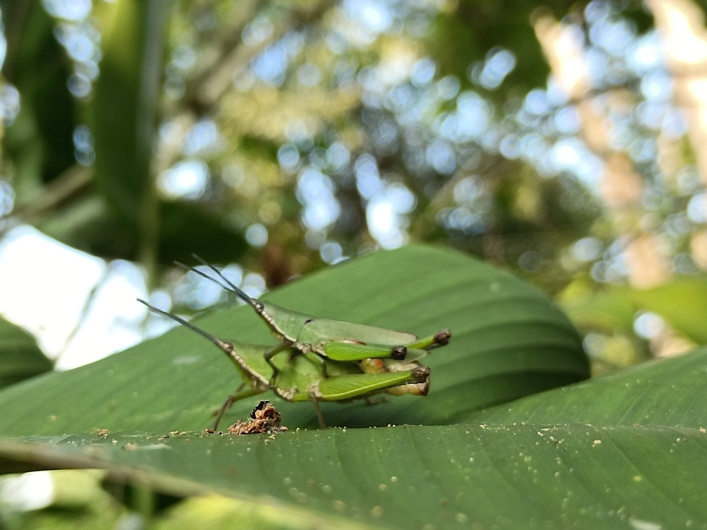 Tagasta indica from 中国 云南省西双版纳傣族自治州勐腊县 勐仑镇标本馆中国科学院西双版纳热带植物园 on October ...