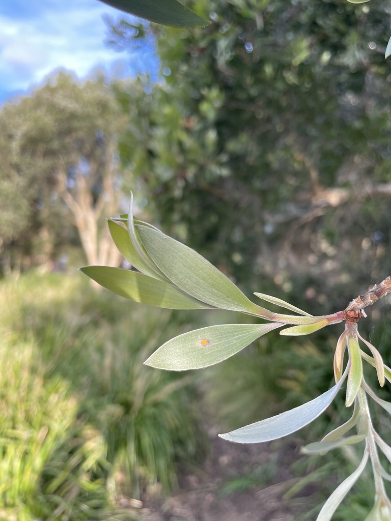 Myrtle Rust from Sydney Park, Alexandria, NSW, AU on October 16, 2022 ...