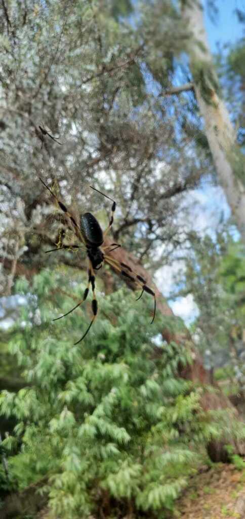 Golden Silk Spider from El Zamorano, Honduras on September 16, 2022 at ...