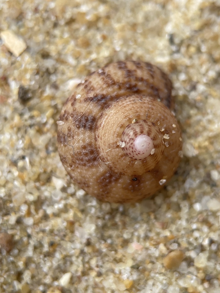 Clanculus floridus from Eden, NSW, AU on October 17, 2022 at 12:51 PM by suecee · iNaturalist