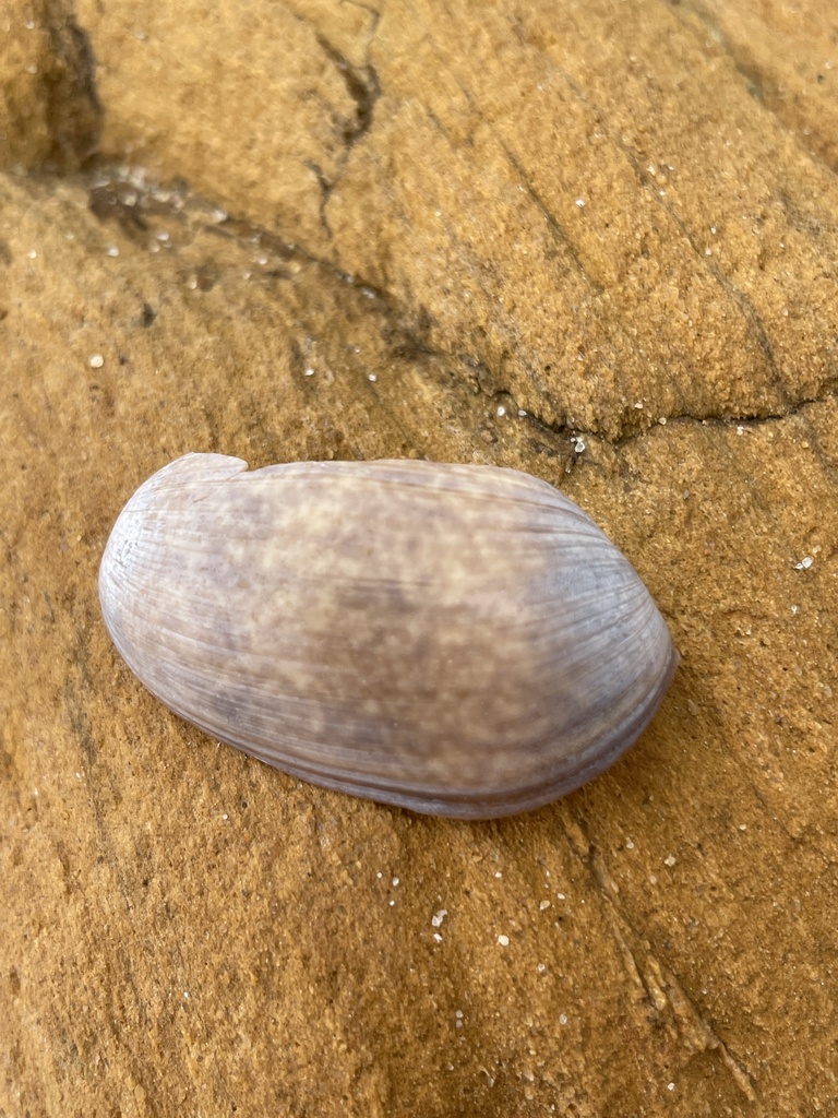 Brown bubble shell from Eden, NSW, AU on October 17, 2022 at 12:56 PM ...
