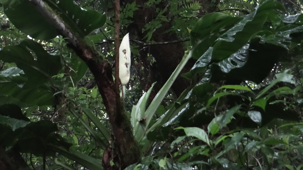 Monstera egregia (nacimiento del rio atoyac) · iNaturalist