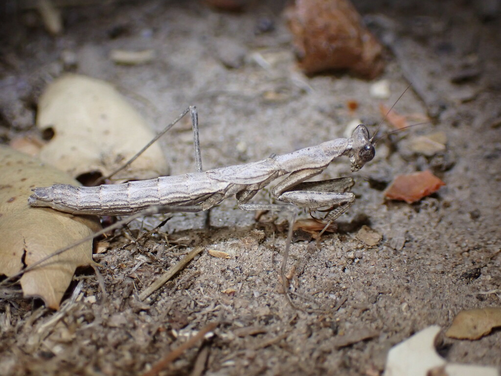 Pacific Ground Mantis from Alamo, CA, USA on October 14, 2022 at 07:56 ...