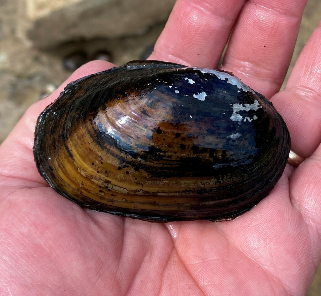 Rough Fatmucket from Conecuh River, Pollard Boat Ramp, Escambia County ...