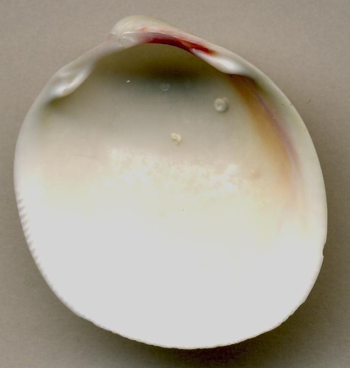 Common egg cockle (Marine Shells of Fort Pickens, Gulf Islands National ...