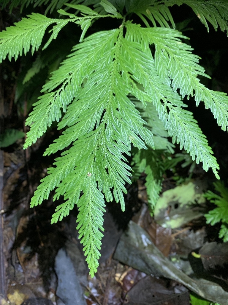 Spikemosses from Str, Sarapiqui, Heredia, CR on July 18, 2022 at 08:16 ...