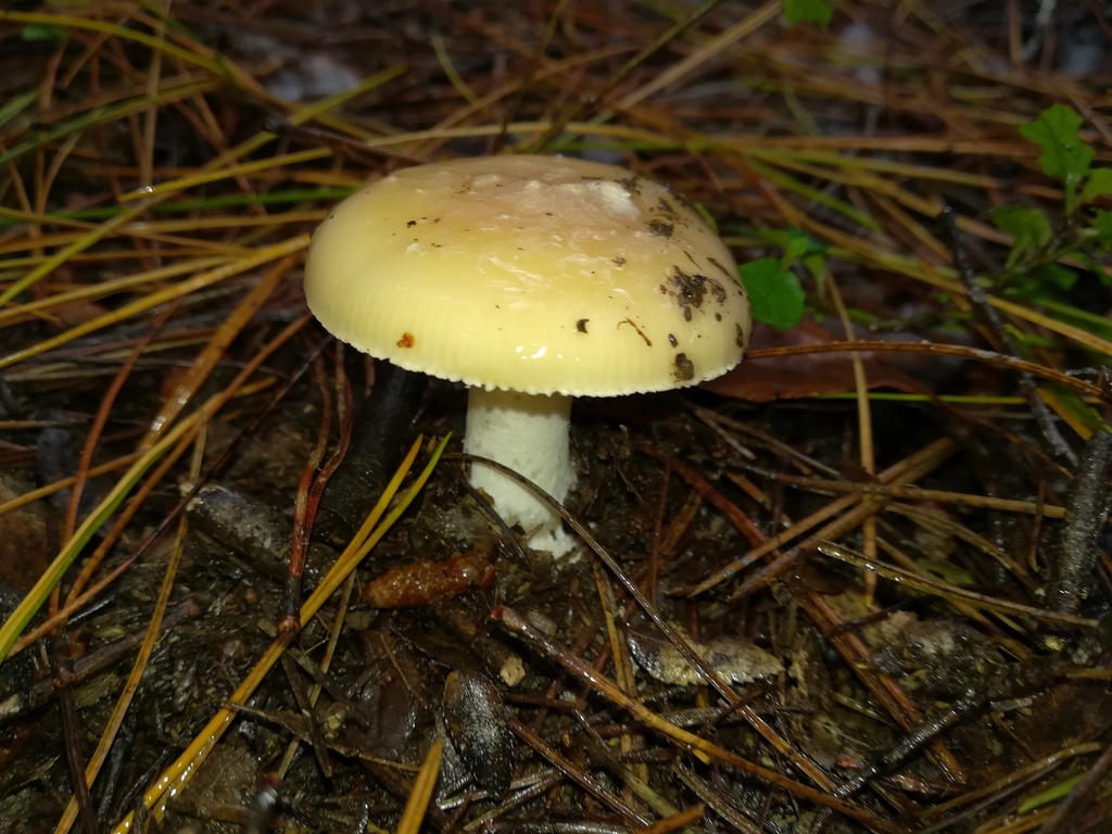 Lazo's Deadly Amanita (Hongos de la zona central de Chile) · iNaturalist
