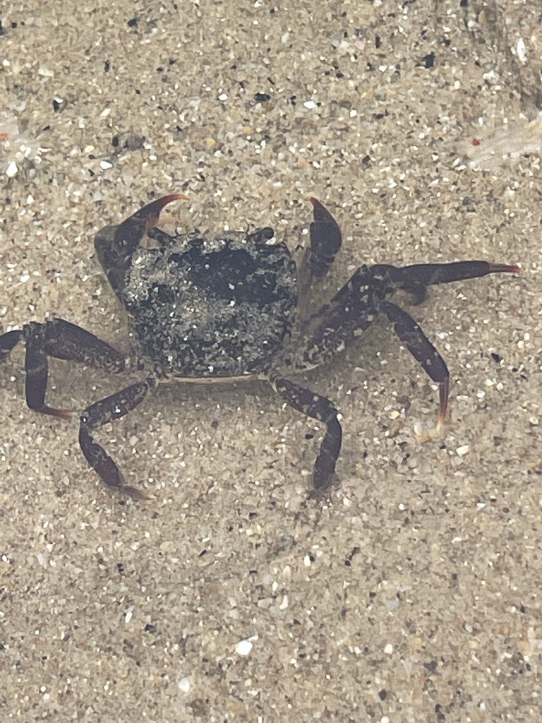 Spotted Smooth Shore Crab from Eden, NSW, AU on October 17, 2022 at 01: ...