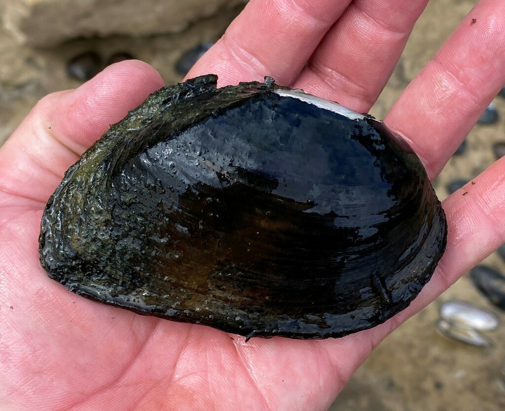 Elephantear from Conecuh River, Pollard Boat Ramp, Escambia County, AL ...