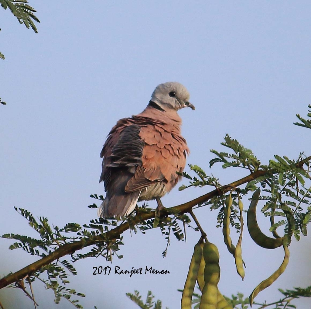 Red Collared-Dove from 2M7M+P88 Kowdenahalli Lake And Park, Dr Ambedkar ...