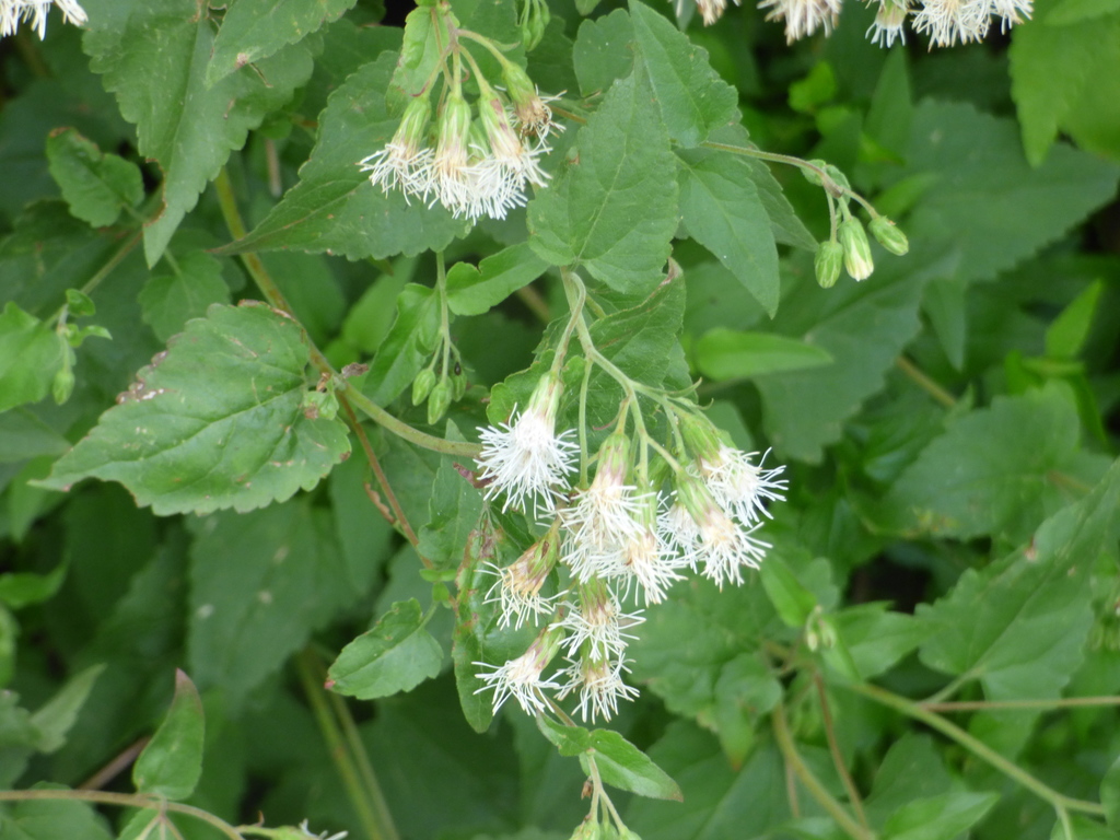 Fendler's Brickellbush (Plants of Fishers Peak State Park) · iNaturalist