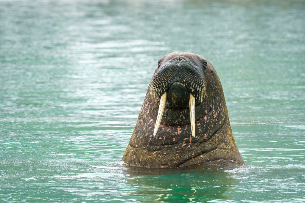 Walrus from Svalbard (general area) on July 8, 2019 at 02:21 PM by ...