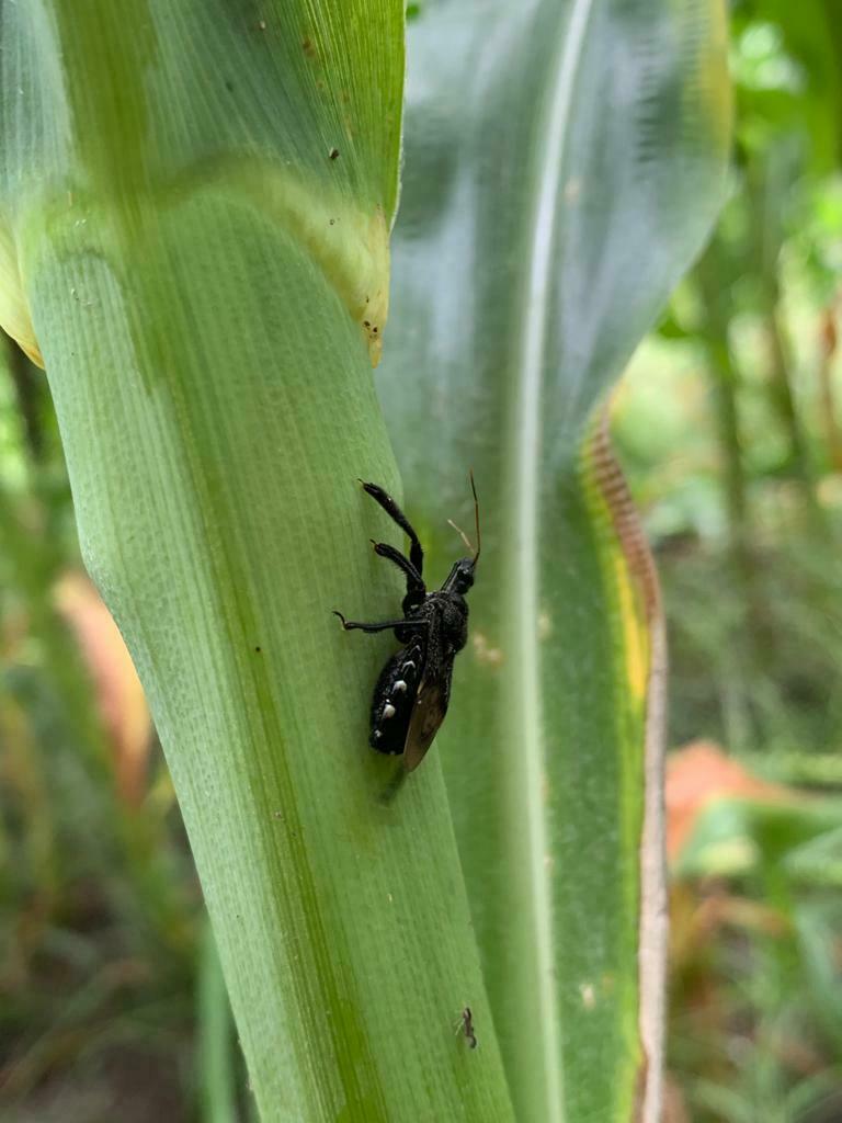 Apiomerus longispinis from El Zamorano, Honduras on September 15, 2022 ...