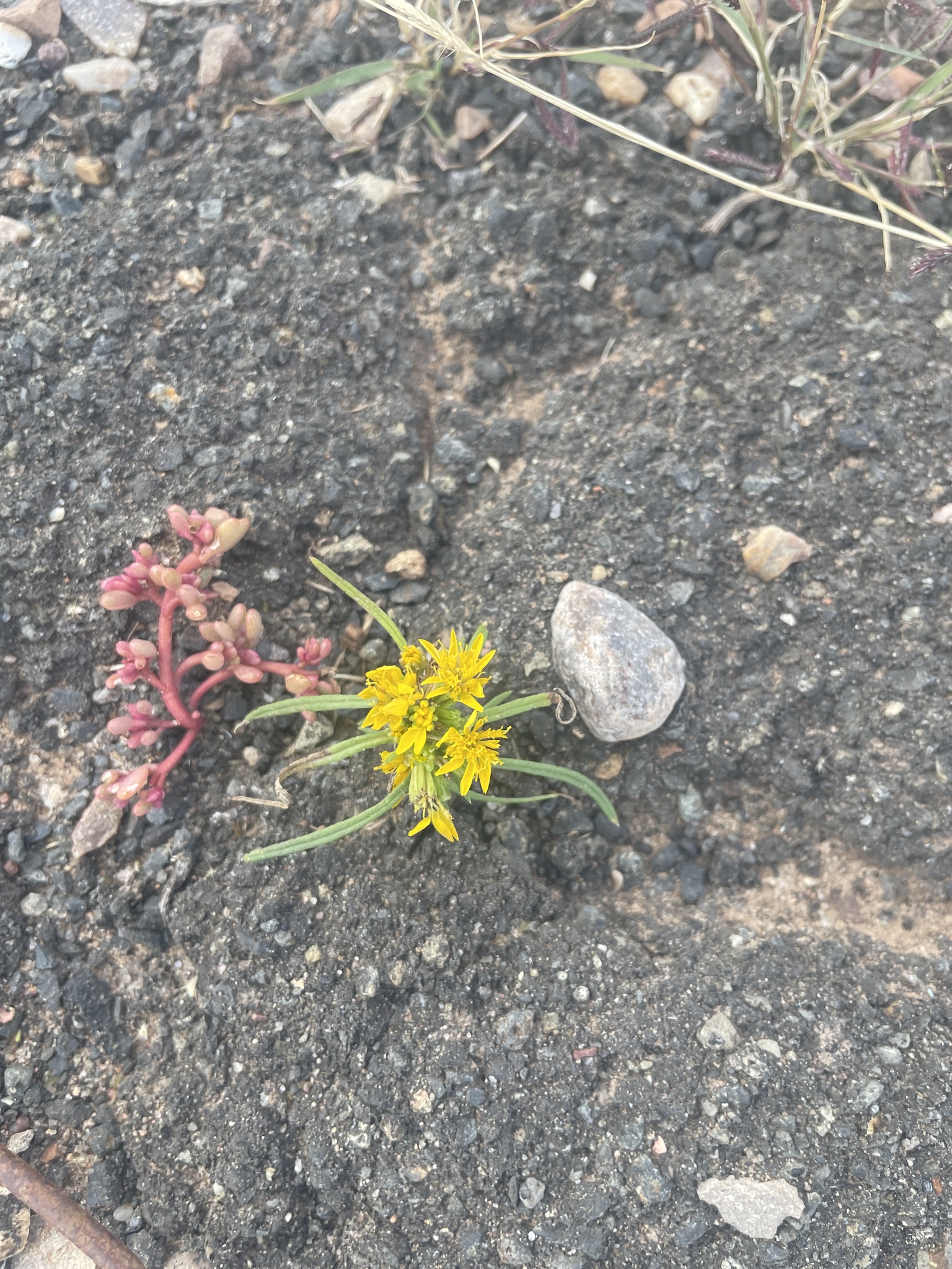 Pectis angustifolia Torr.