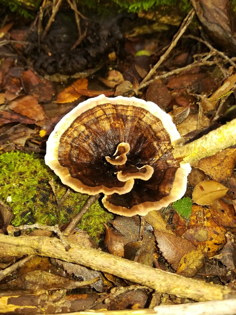 Phellodon from Cauquenes, Región del Maule, Chile on June 22, 2018 by ...