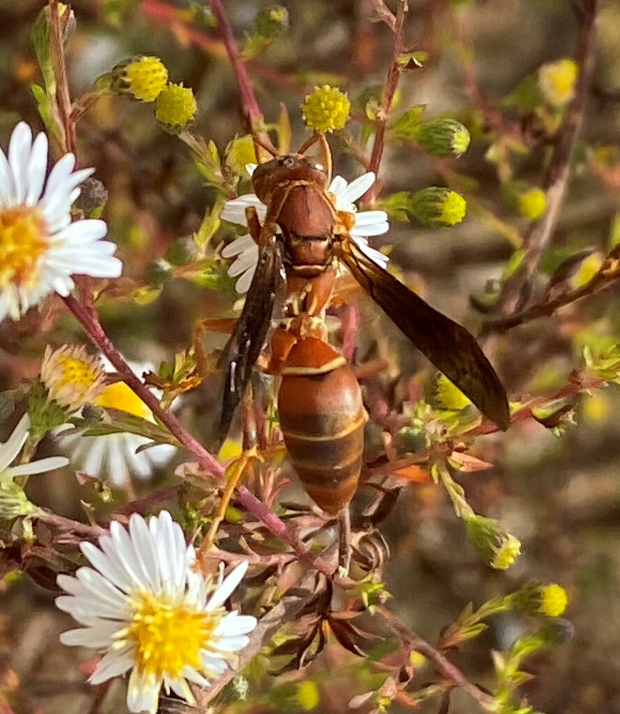 Southern Paper Wasp from Pollard Boat Ramp, Conecuh River, Escambia ...