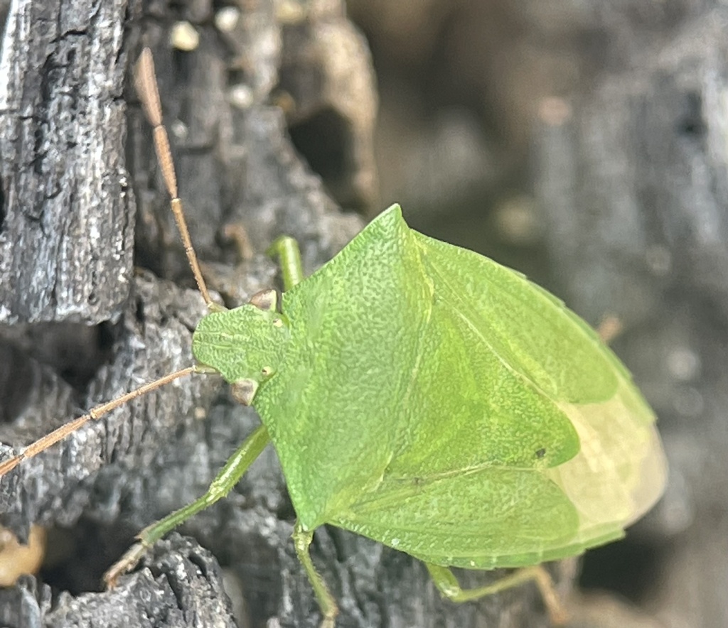 Green potato bug from Legges Beach, Eden, NSW, AU on October 17, 2022 ...
