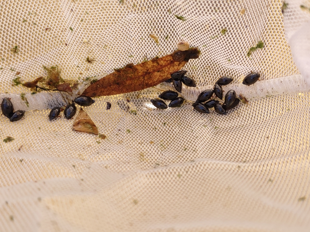 Gyrinus from Tucson, AZ 85749, USA on October 16, 2022 at 02:47 PM by ...