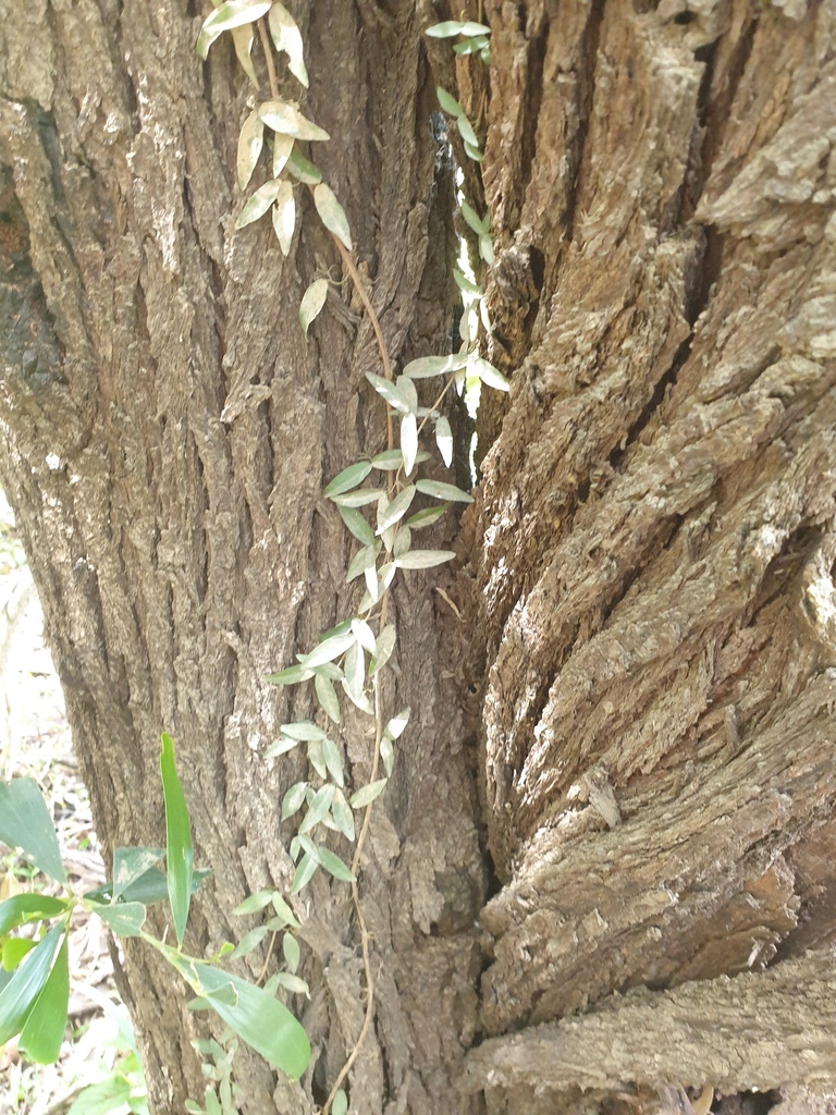 Catclaw vine in October 2022 by PeterCopping · iNaturalist