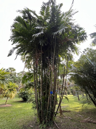 Ptychosperma schefferi · iNaturalist Ecuador