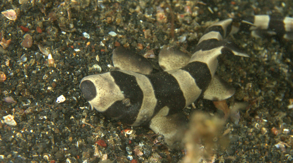 Chiloscyllium punctatum Müller & Henle, 1838