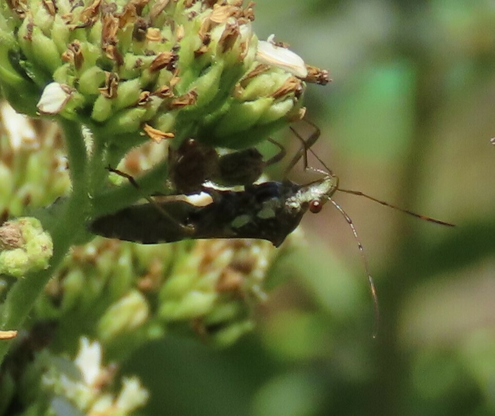 Texas Bow-legged Bug from Colony Grant, Sugar Land, TX 77479, USA on ...