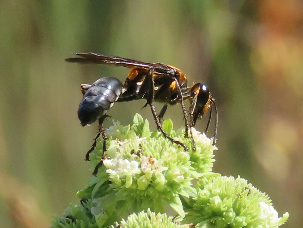 Golden-reined Digger Wasp from Colony Grant, Sugar Land, TX 77479, USA ...