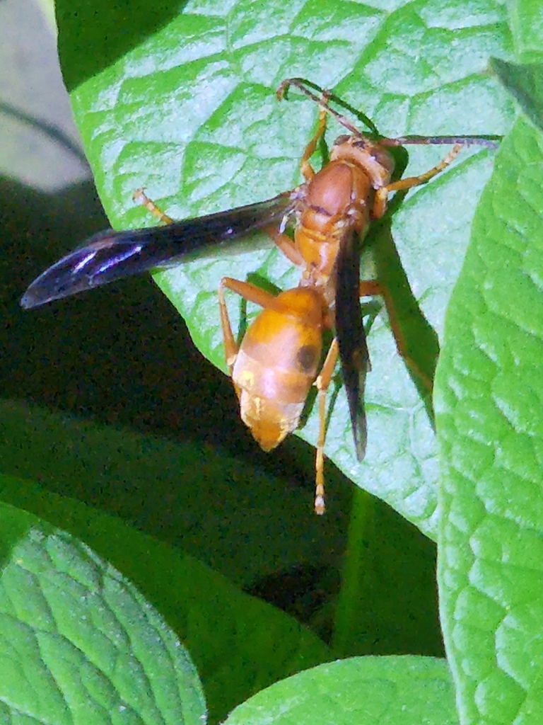 Fine-backed Red Paper Wasp from Pasadena, TX 77505, USA - My Backyard ...
