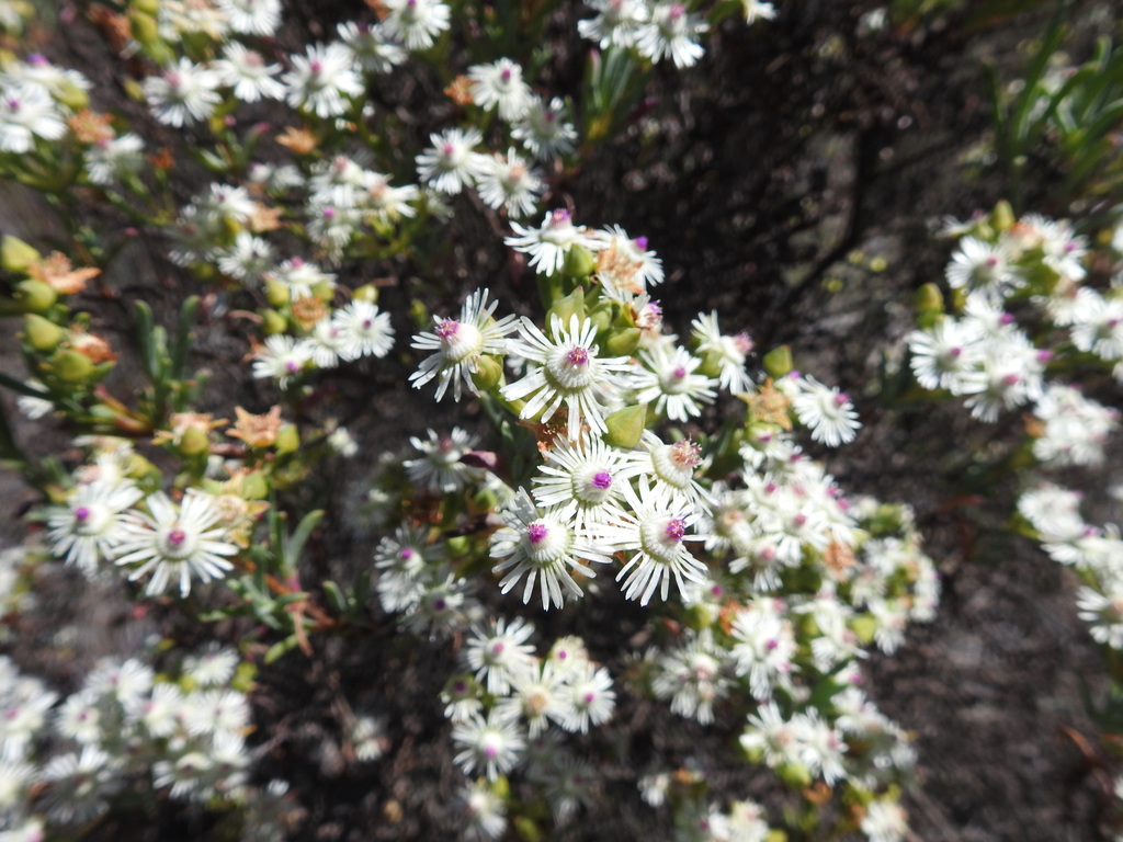 Koeberg Tentfig from Cape Farms, Cape Town, South Africa on September ...