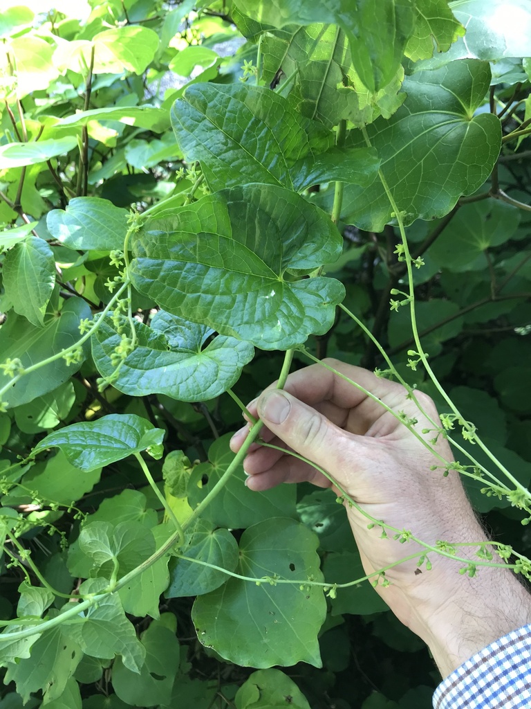 Black Bryony from Te Ika-a-Māui/North Island, Wellington, Wellington ...