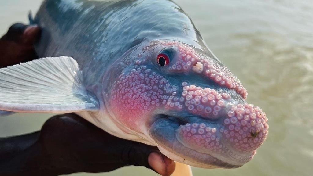 Purple Labeo (Labeo congoro) - Marine Life Identification