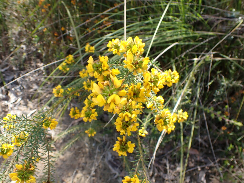 swamp bush-pea from Gembrook VIC 3783, Australia on October 17, 2022 at ...